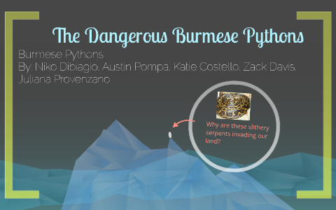 Burmese Pythons by katelyn costello on Prezi