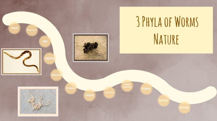 3 Phyla of Worms by Manmeet Ratte on Prezi Next