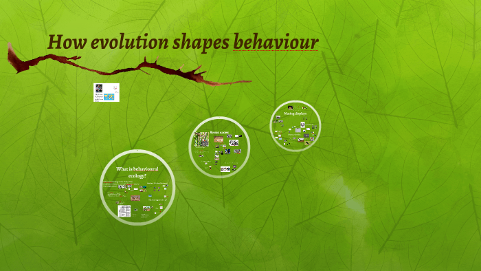 How evolution shapes behaviour by Alex Thompson on Prezi