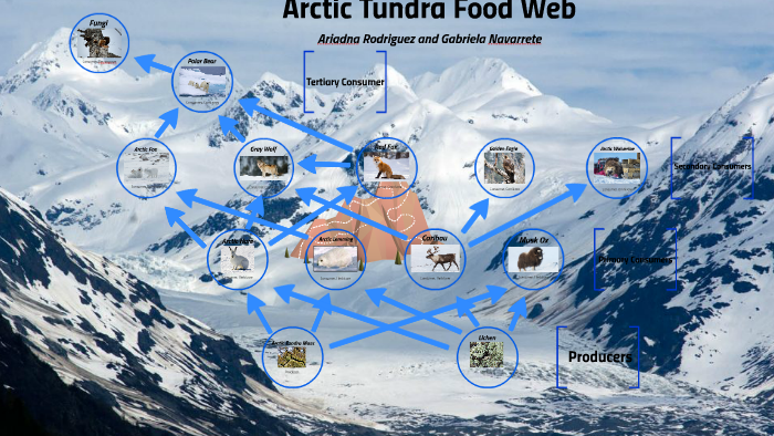 Arctic Tundra Food Web by gaby navarrete on Prezi