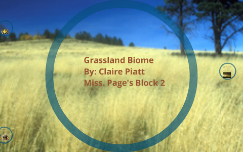 Grassland Project 5th Grade by Amy Piatt on Prezi