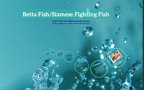 Betta Fish/Siamese Fighting Fish by Ms. Barks' Class Fourth Grade on Prezi