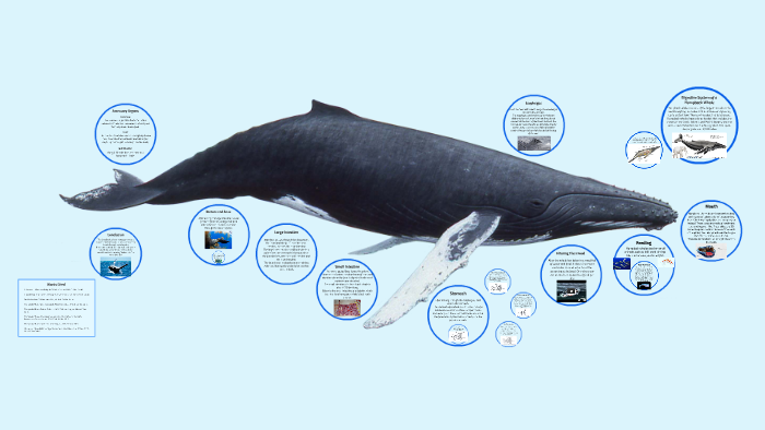 Digestive Tract of a Humpback Whale by Marie Koch on Prezi
