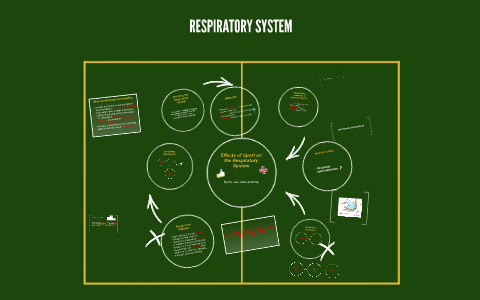 Effects of Sport on the Respiratory System by Emily Leary