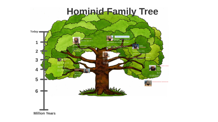 Hominid Family Tree by Keondra Jenkins on Prezi