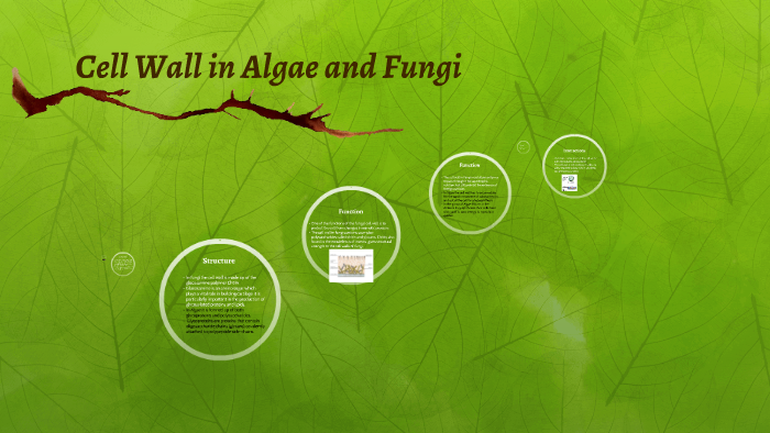Cell Wall in Algae and Fungi by Adam Steeden on Prezi