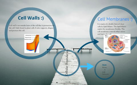 cellular boundaries by Dom Bruno on Prezi