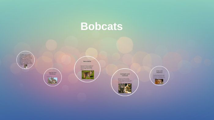 Bobcats Text Structures by Chloe L on Prezi