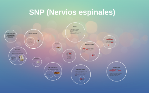 SNP (Nervios espinales) by fernanda roman on Prezi