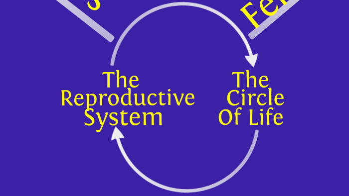 EHAP Chapter 16 Reproductive System by Mathies Long on Prezi