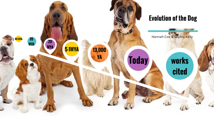 Dog Timeline by sophia kelly on Prezi
