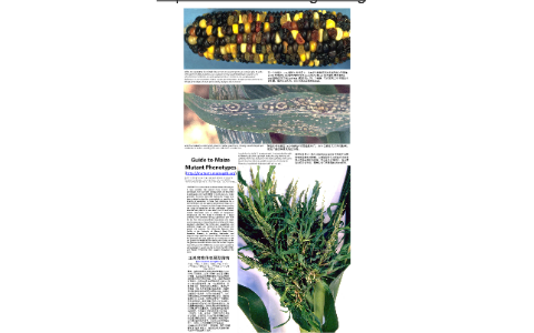 Guide to Maize Mutant Phenotypes by Christopher Bottoms on Prezi