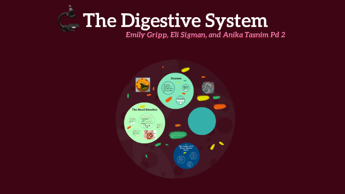 The Digestive System by Emily Gripp on Prezi