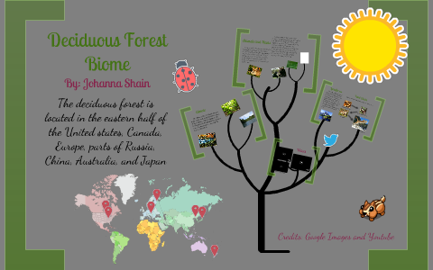 deciduous forest biome by Johanna Shain on Prezi