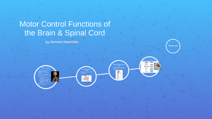 Motor Control Functions of the Brain & Spinal Cord by Alondra Mancillas
