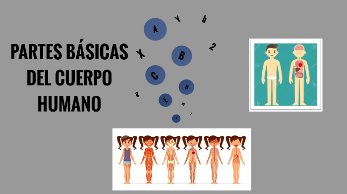 Partes Internas Y Externas Del Cuerpo Humano By Nancy Guerrero On Prezi