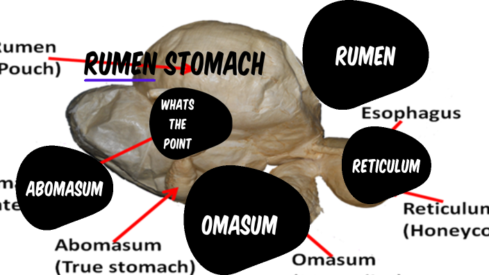 Rumen Stomach by Cauy Hayes on Prezi