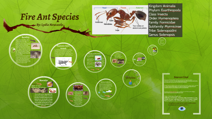 Fire Ant Species by Lydia Newcastle on Prezi