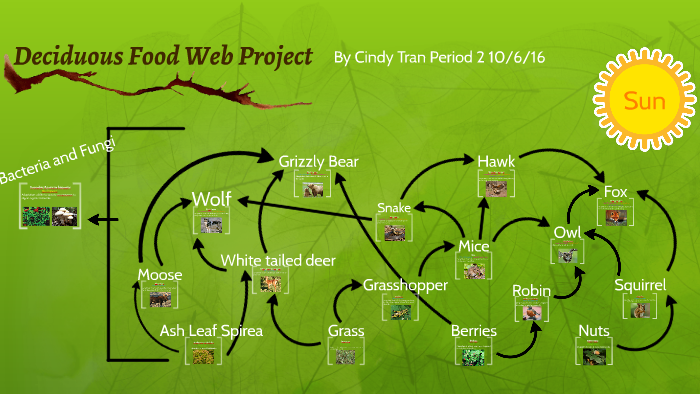 Food Web Project by Cindy Tran on Prezi