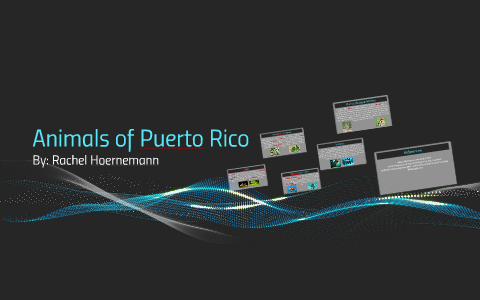 Animals of Puerto Rico by Rachel Hoernemann on Prezi
