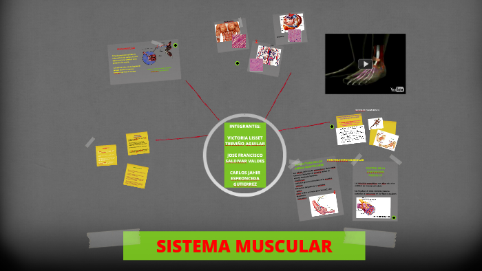 SISTEMA MUSCULAR by Lisset Aguilar on Prezi