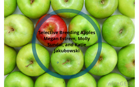 Selective Breeding Apples by Katie Jakubowski on Prezi