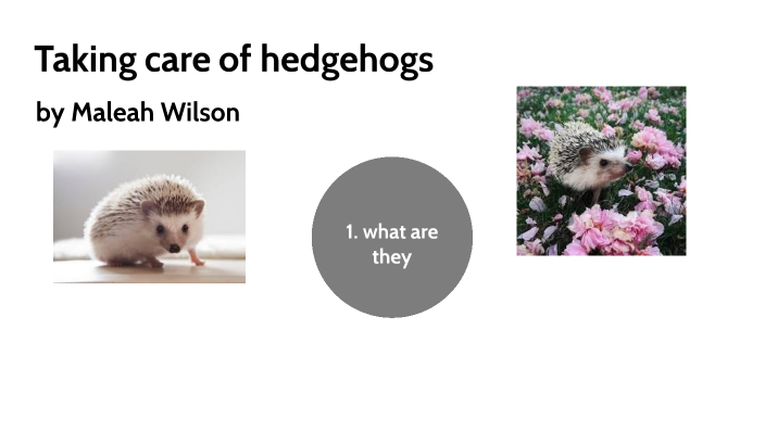 taking care of hedgehogs by Maleah Wilson on Prezi