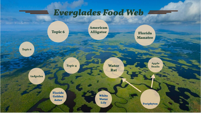 Everglades Food Web by Hannah Ferguson on Prezi