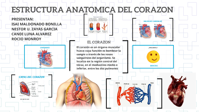 CAPAS DEL CORAZON by on Prezi