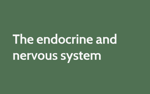 The endocrine and nervous system by Ian Roney on Prezi