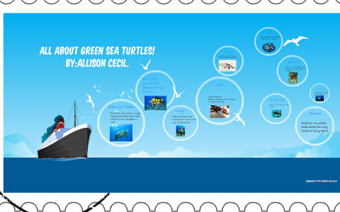 All About Sea turtles! by Allison Cecil on Prezi