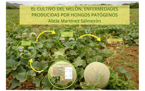 EL CULTIVO DEL MELÓN, ENFERMEDADES PRODUCIDAS POR HONGOS PAT by Alicia ...