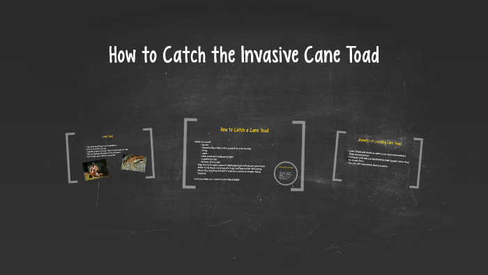 Cane Toad Frog, and Catching Them by Henry Maki on Prezi