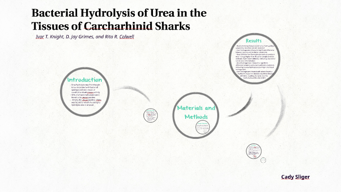Bacterial Hydrolysis of Urea in the Tissues of Carcharhinid by slags on ...