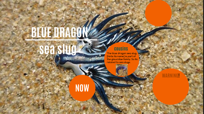 Blue Dragon Sea slug by Daniel Getchell on Prezi