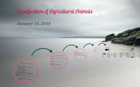 Classification of Agricultural Animals by John Daniels on Prezi