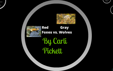 Red Foxes vs. Gray Wolves by Cali Pickett on Prezi