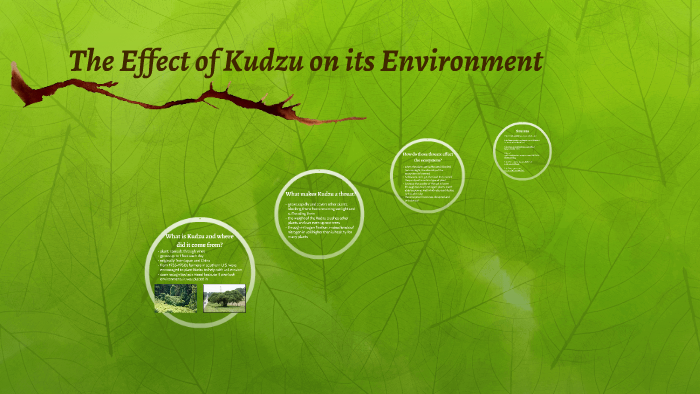 Kudzu Effects on Environment by Samantha Kang on Prezi