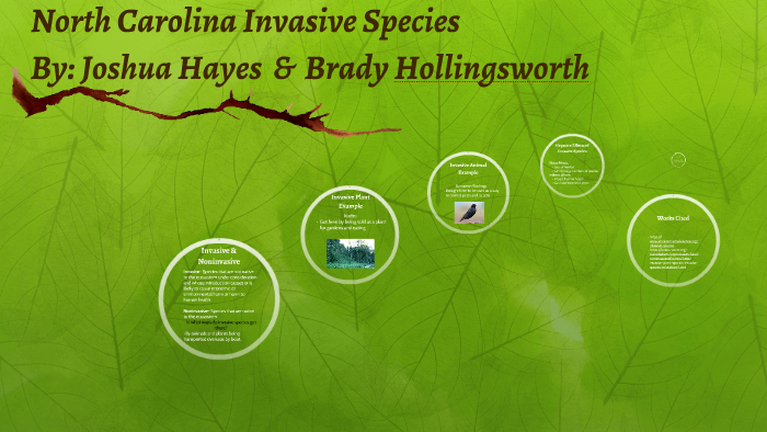 North Carolina Invasive Species by Joshua Hayes on Prezi