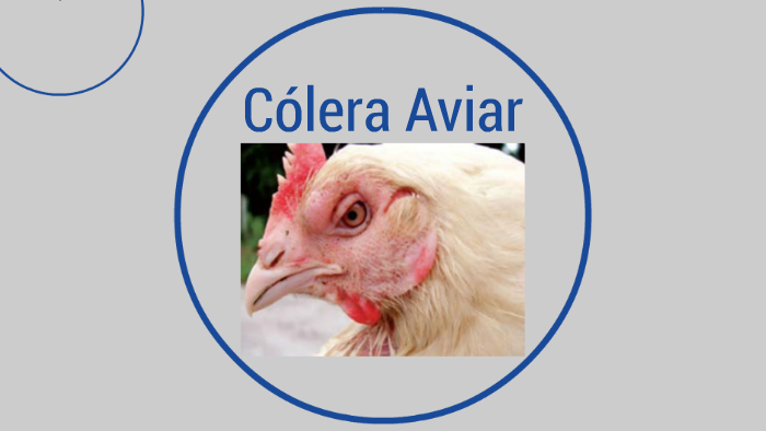 Cólera Aviar by camilo ramirez on Prezi