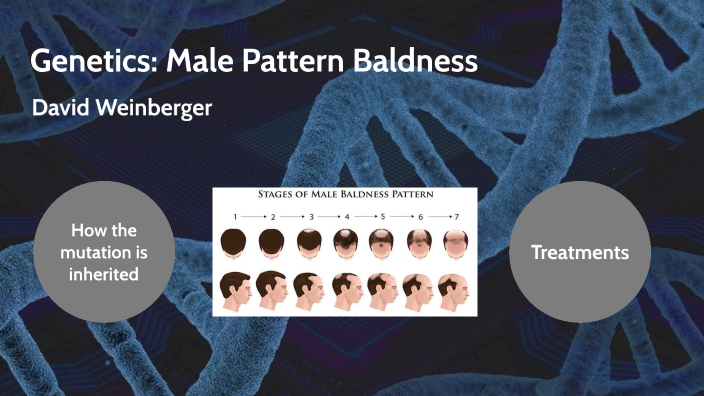Genetics: Male Pattern Baldness by David Weinberger on Prezi