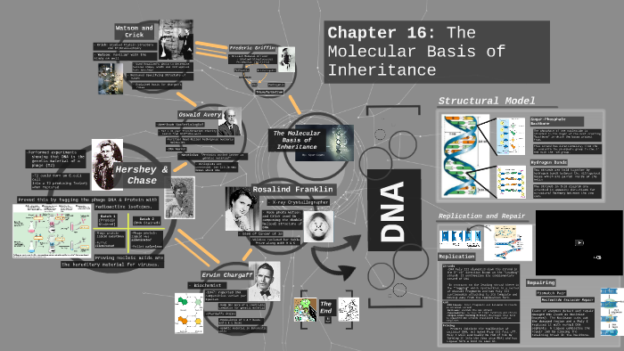 Chapter 16: The Molecular Basis of Inheritance by Cyan Lopez on Prezi