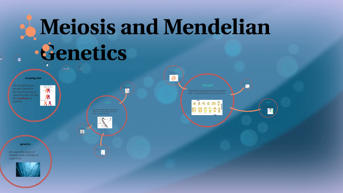Meiosis and Mendelian Genetics by sammy Hernandez on Prezi