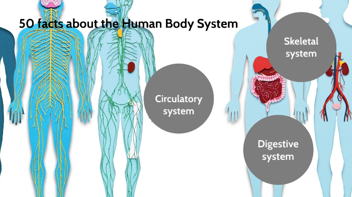 human body systems by Julius Camaj on Prezi