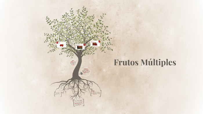 Frutos Múltiples by Heissel García on Prezi