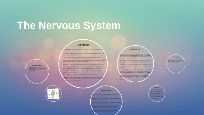 The Nervous System by Emma Hennig on Prezi