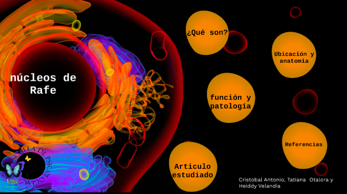 Núcleos De Rafe By Heiddy Velandia On Prezi