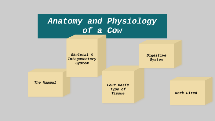 Anatomy and Physiology of a Cow by Valerie Ruiz on Prezi