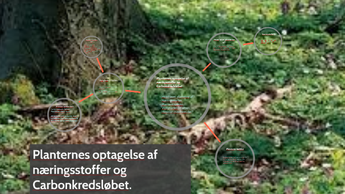 Plantens optagelse af næringsstoffer og carbonkredsløbet by Pernille ...
