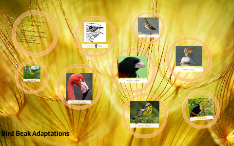 Bird Beak Adaptation _ Lesson Plan 1 by Delia Quellman on Prezi